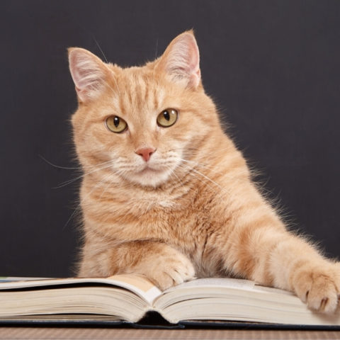 Happy Valley Library | City of Happy Valley