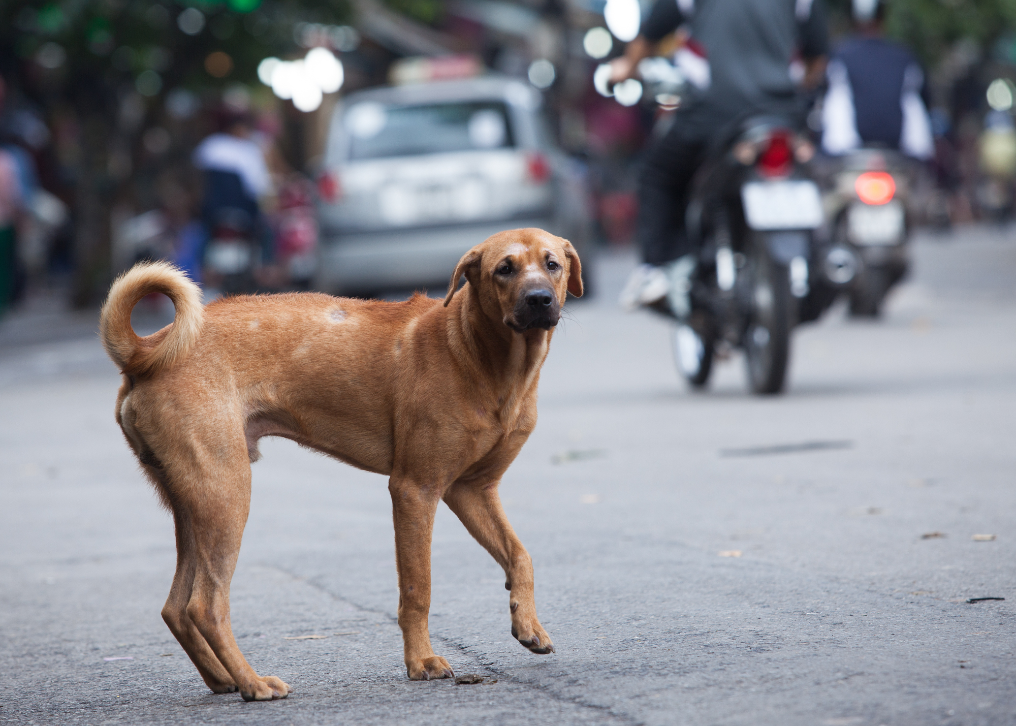 Animal Control Services - City of Happy Valley