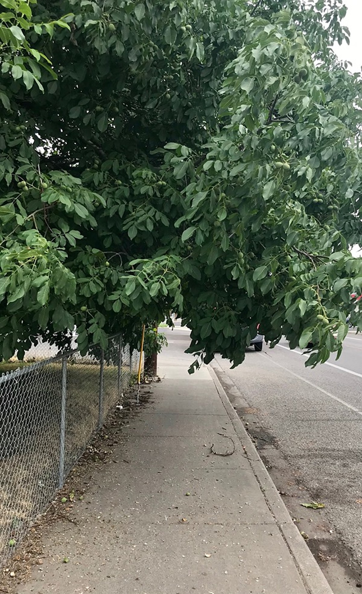 Tree Maintenance - City of Happy ValleyCity of Happy Valley